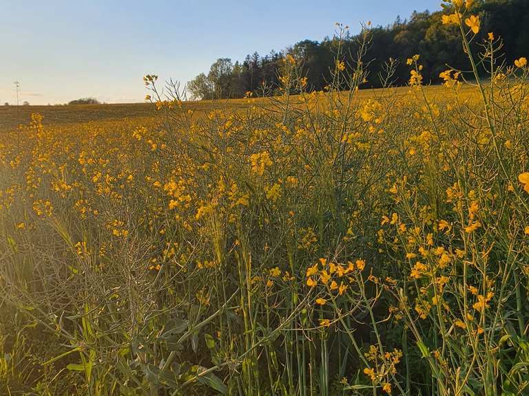 Hedinger Weiher : Radtouren und Radwege | komoot