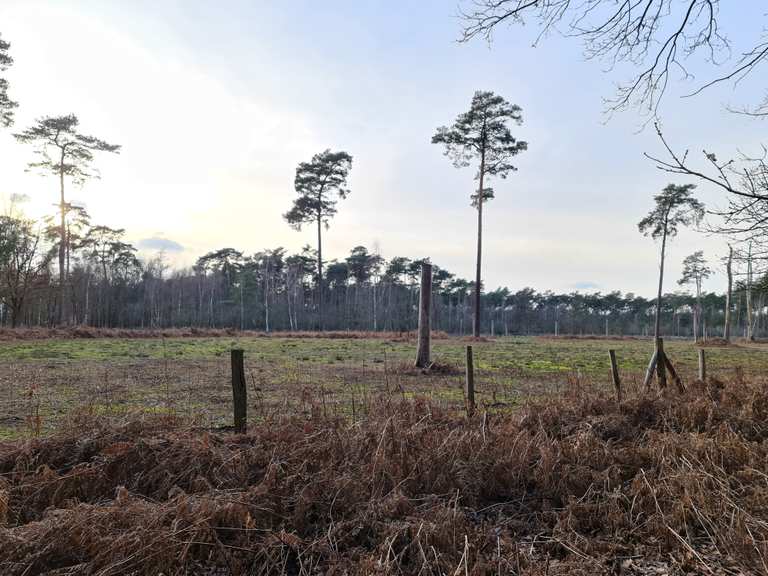 Droge heide - herstelgebied wandelroutes en hikes | Komoot
