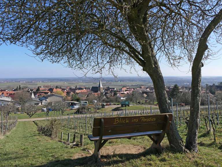 Sonnenberg, Blick in die Rheinebene: Wanderungen und Rundwege | komoot