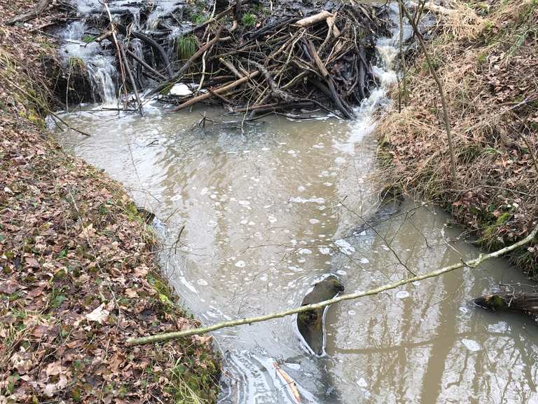 Beaver lodge in Steigerwald Nature Park – Hiking & Cycling Routes | Komoot