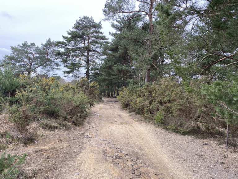 Longmoor Ranges Trails Routes for Walking and Hiking | Komoot