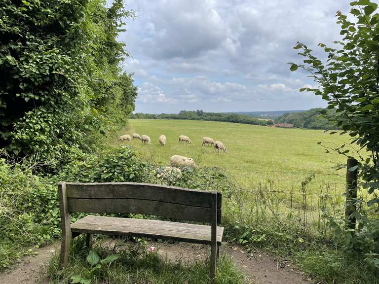 The Mole Gap Trail, Westhumble & Norbury Park loop from Leatherhead ...