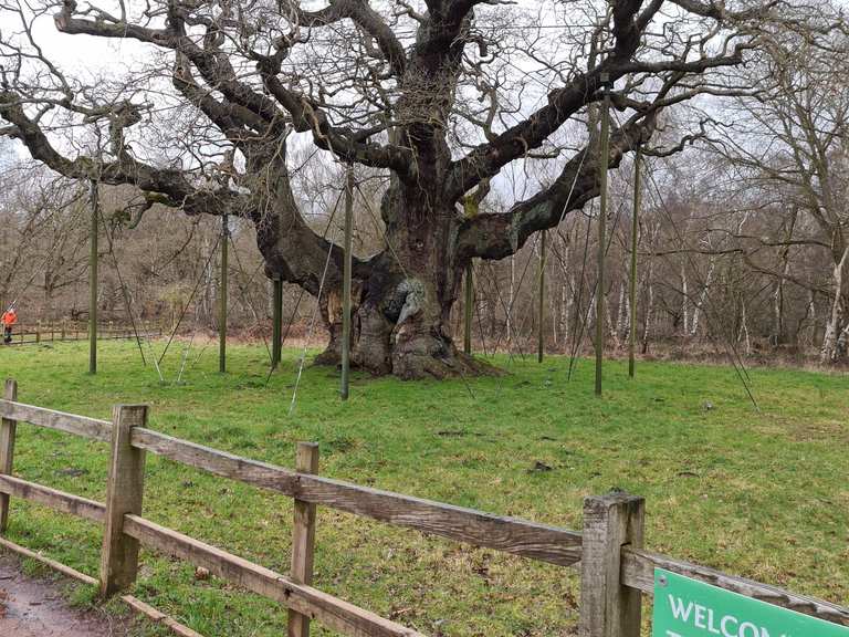 Major Oak Routes for Walking and Hiking | Komoot