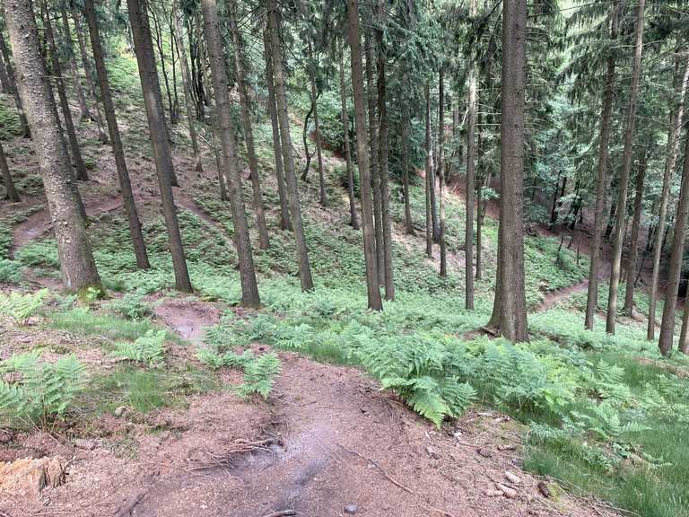 Traul Trail: Mountainbike-Touren und -Trails | komoot