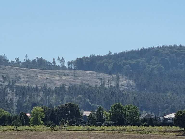 Abgeholztes Gebiet oberhalb von Obernhain: Mountainbike-Touren und ...