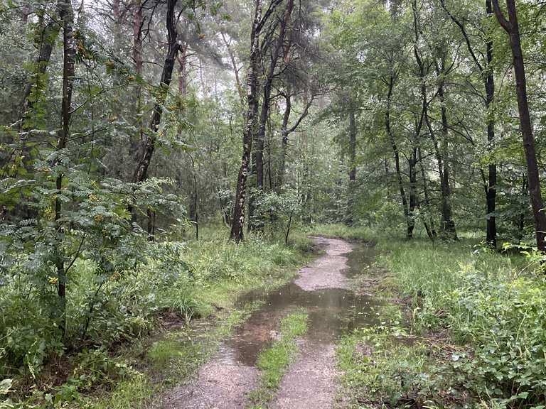 Naturbelassener Weg durch den Wald: Wanderungen und Rundwege | komoot