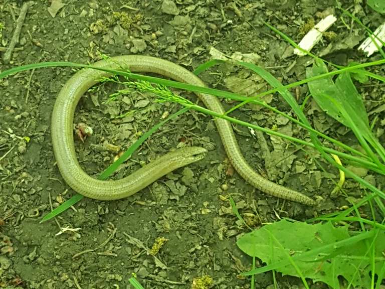Slow Worm Trail im Naturpark Frankenhöhe: Mountainbike-Touren | komoot