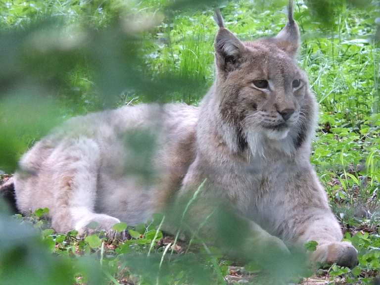 Wildpark Leipzig – Wander- & Radrouten | Komoot