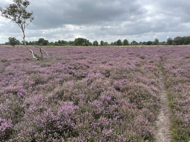 Mooie velden – Heideveld Balloërveld Rondje vanuit Balloërveld ...