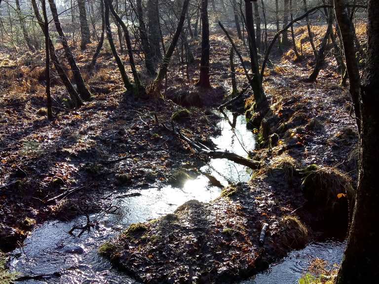 De Bosbeek (Buschbach): Wanderungen und Rundwege | komoot
