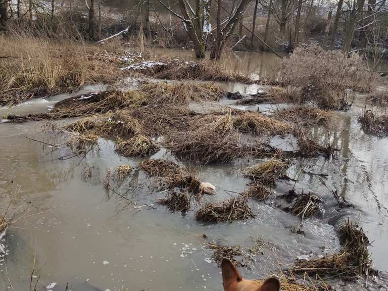 Beaver Habitat – Hiking & Cycling Routes | Komoot