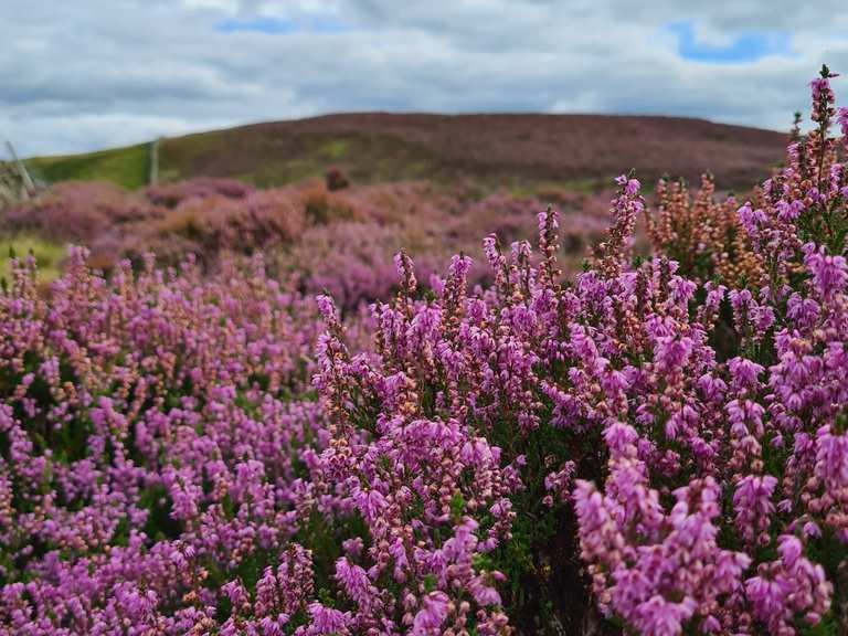 Brunt Knott & Hugill Fell loop from Staveley — Lake District National ...