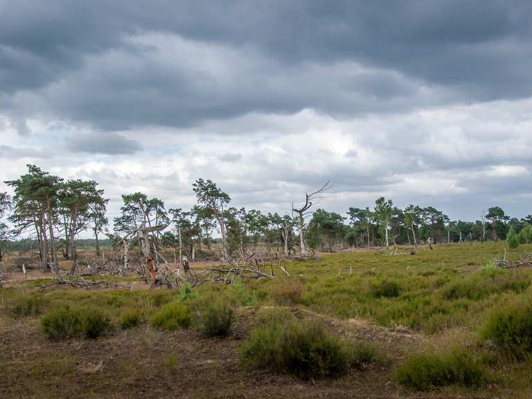 Landschap Kalmthoutse Heide wandelroutes en hikes | Komoot