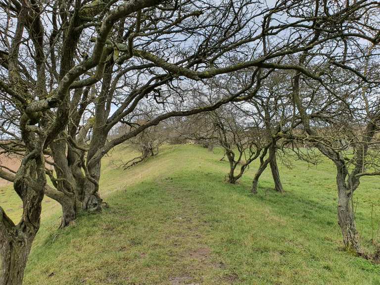 Auf dem Deich bei Barsbek durch die Salzwiesen: Wanderungen und ...