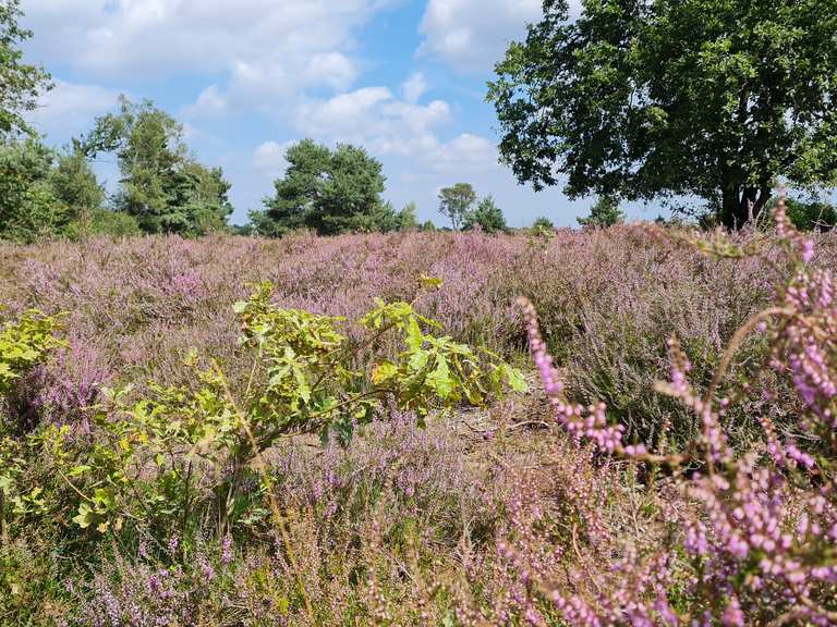 Strabrechtse Heide – Heidelandschap Rondje vanuit Engelse Tuin ...