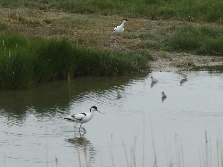 Strand Wemeldinge - Promenade – View on the Westerschelde Runde von ...