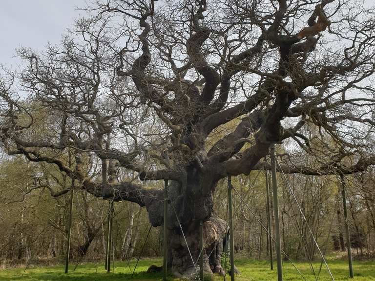 Major Oak Routes for Walking and Hiking | Komoot