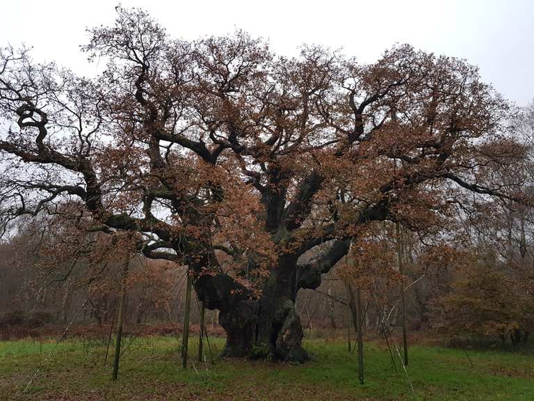 Major Oak Routes for Walking and Hiking | Komoot