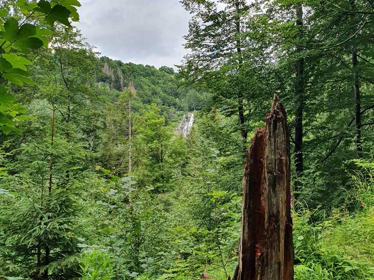 Weg zum wasserfall – Todtnauer Wasserfall Runde von Todtnauberg ...
