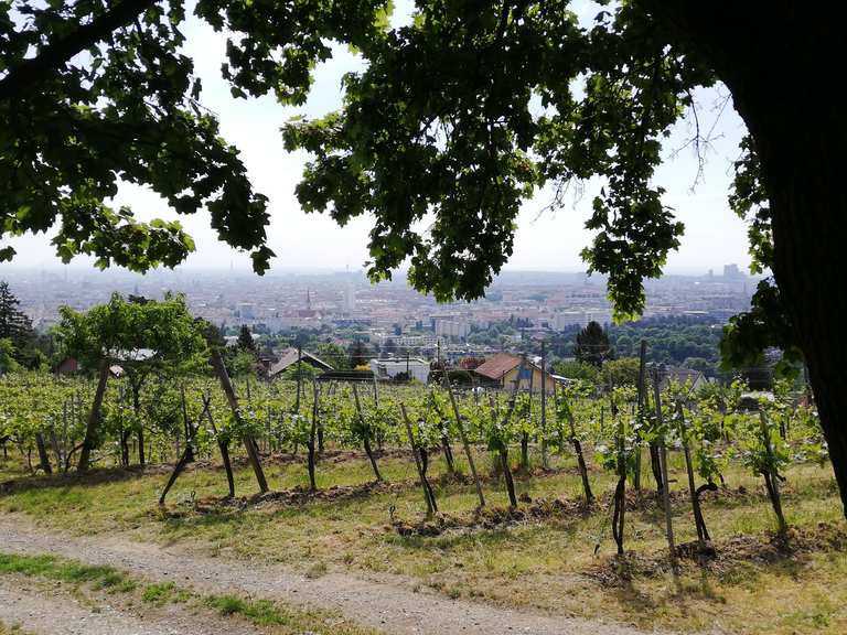 Heuriger Leitner Routes for Walking and Hiking | Komoot