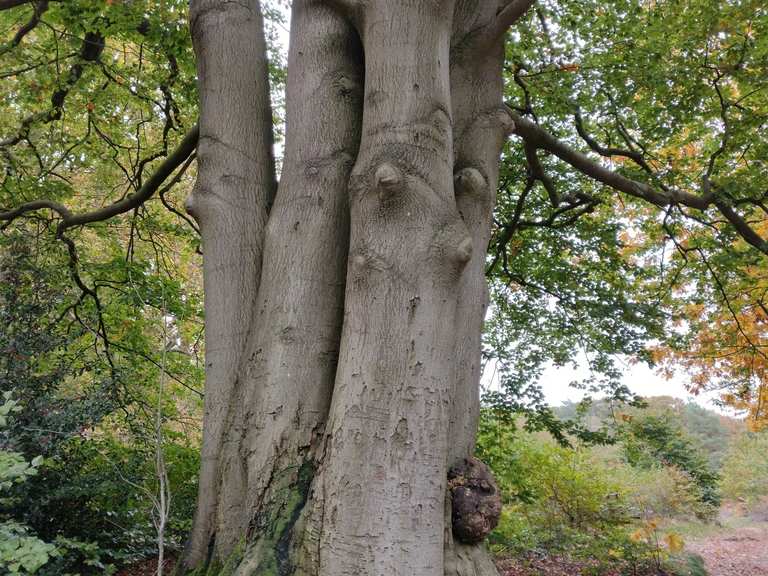 vijf beuken op één stam wandelroutes en hikes | Komoot