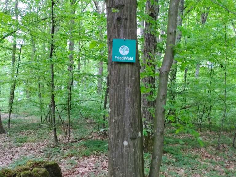 Friedwald: Wanderungen und Rundwege | komoot