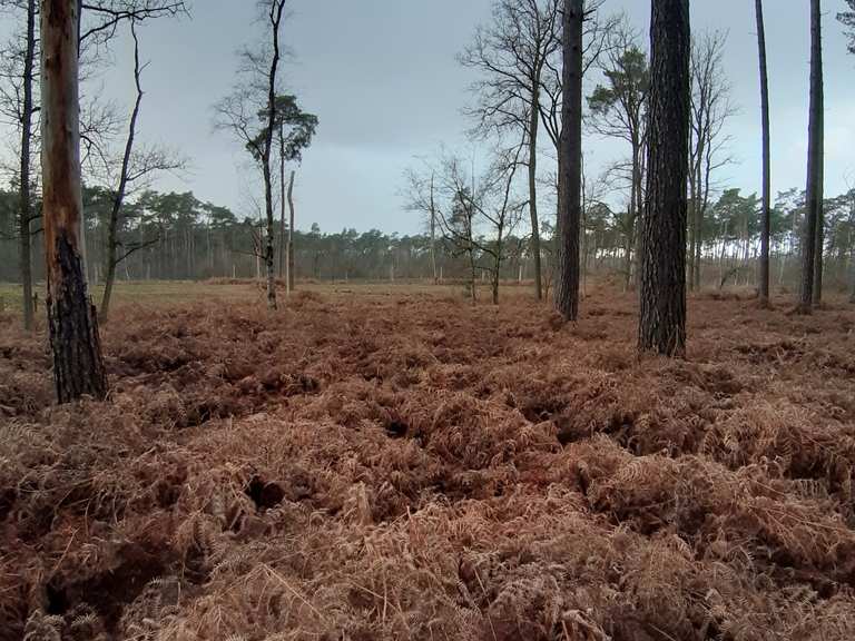Droge heide - herstelgebied wandelroutes en hikes | Komoot