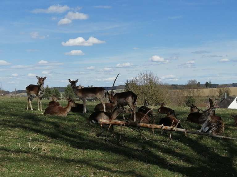 Damwild-Gehege Rettighofen: Mountainbike-Touren und -Trails | komoot