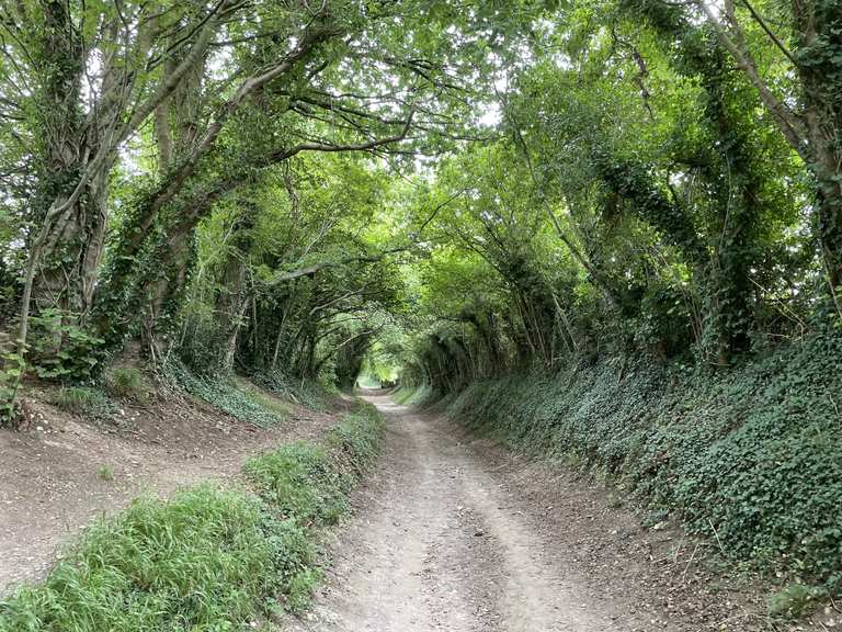 Mill Lane Baumtunnel – Halnaker Windmill Runde von Halnaker | Wanderung ...