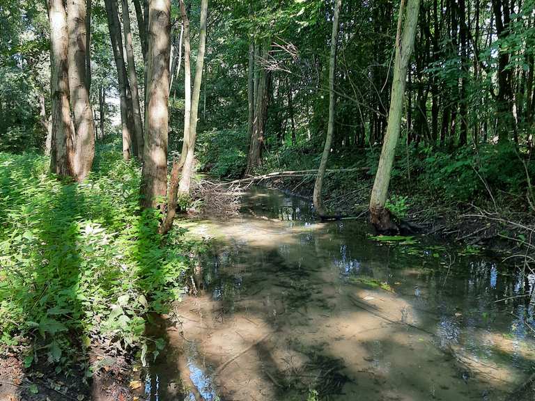 Das Kleinod Finkenberger Bruch: Wanderungen und Rundwege | komoot