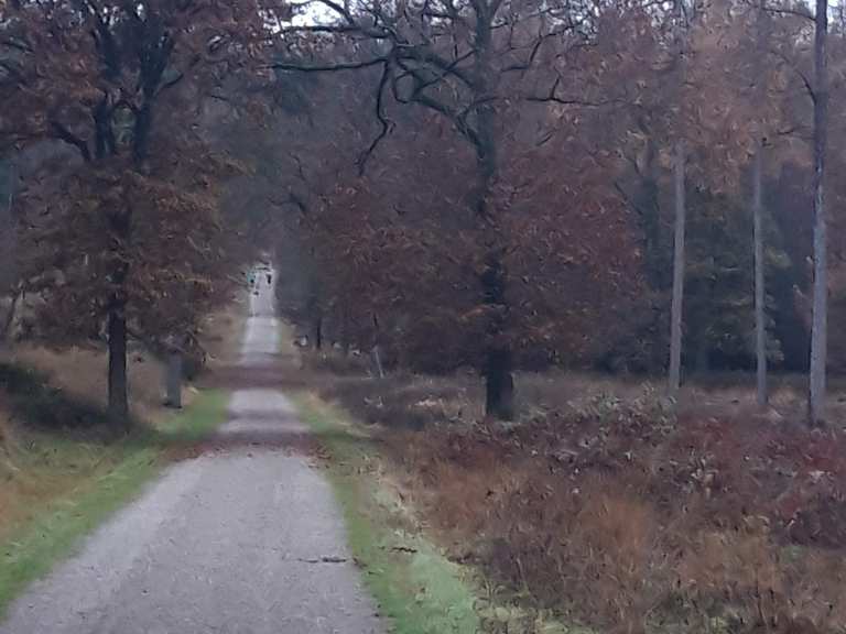 Eenzame grote Eik klim. 8% gemiddeld. - Amerongen, Utrecht | Hardloop ...