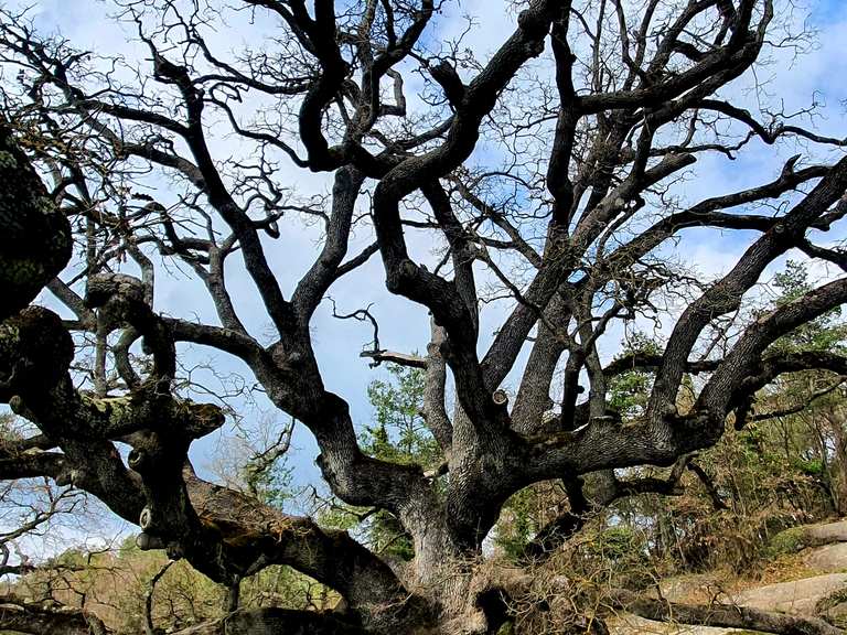 Giant Oak of La Senyora – Hiking & Cycling Routes | Komoot