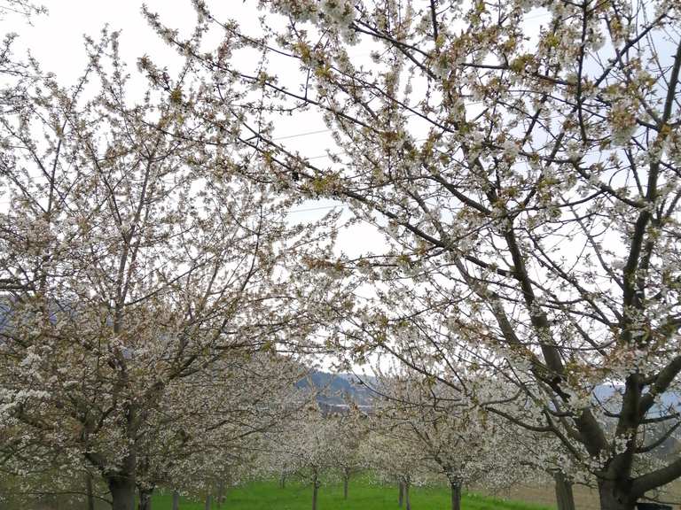 Die Mauer des Sauparks – Klippen im Saupark Runde von Springe ...