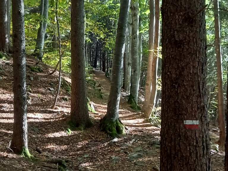 Ridge walk to Cima Durmont from Passo Daone (via Trail 356) | Caminata | Komoot