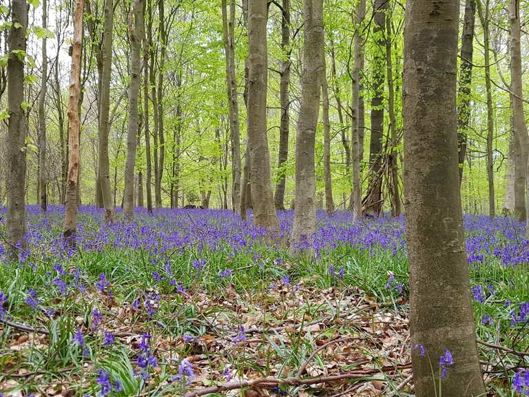 Wunderschöne Weitsicht – Panoramic Eco Toilet boucle au départ de Baisy ...