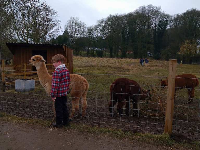 The Hermitage – Hopwell Hall Farm Alpakas Runde von Dale Abbey ...