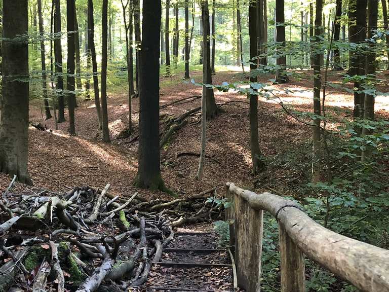 Bos Ter Rijst – Heel mooi Bos Rondje vanuit Schorisse | wandeling | Komoot
