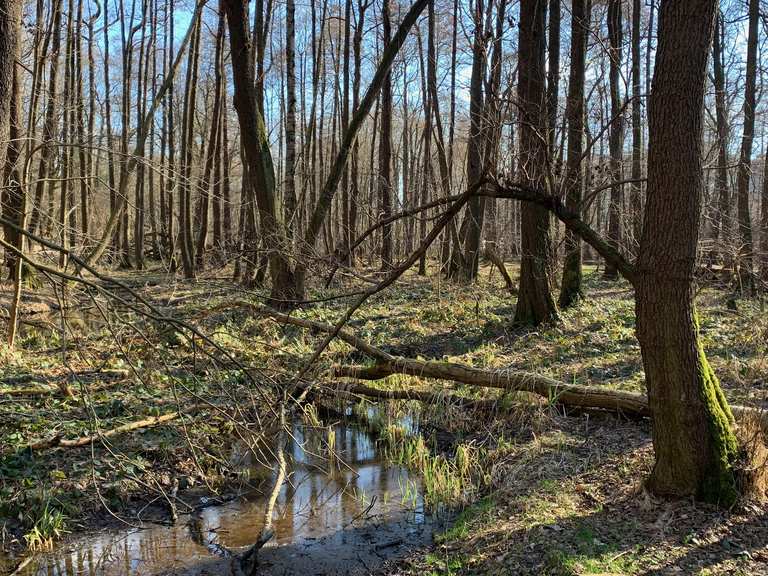 Biotop Auwald: Wanderungen und Rundwege | komoot