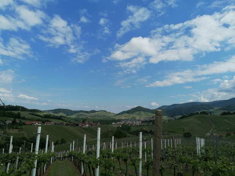 Weinsonnenbank - Rotweinherz – Blick ins Achertal Runde von Waldulm ...