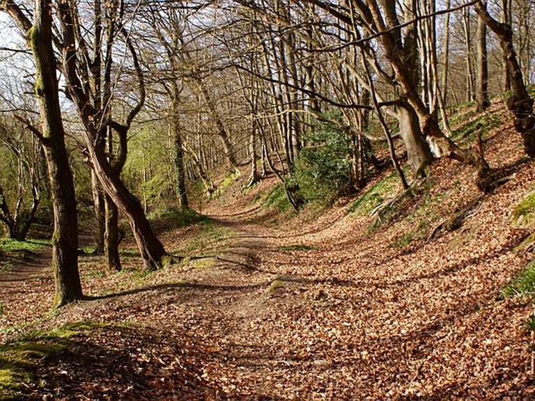 Forest of Dean Woodland Trail Routes for Walking and Hiking | Komoot