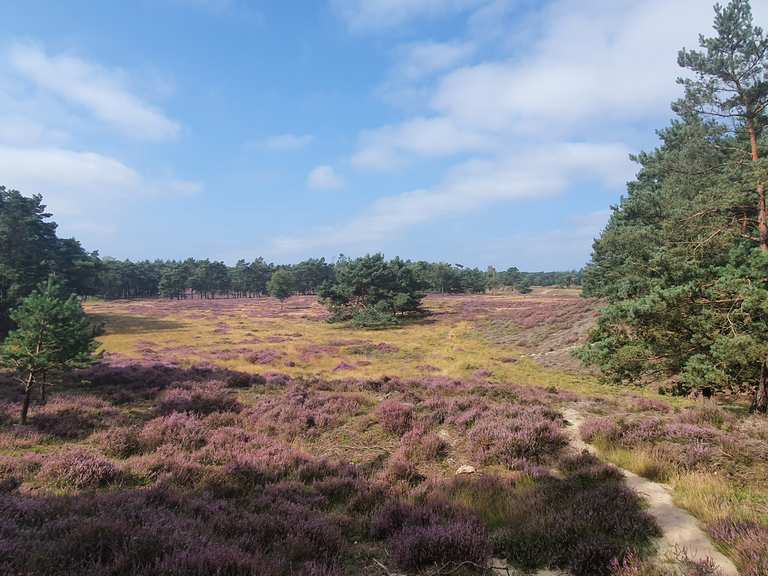Laagdrempelige Utrechtse routes – Bos, heide en zandverstuivingen in ...