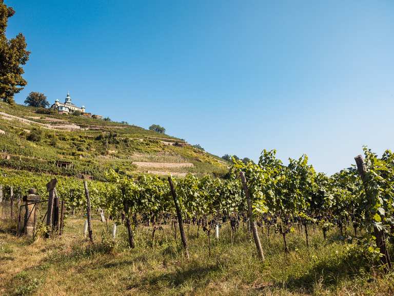 Vineyard Elbe Tour from Radebeul — cycling Tours in Thuringia, Saxony ...