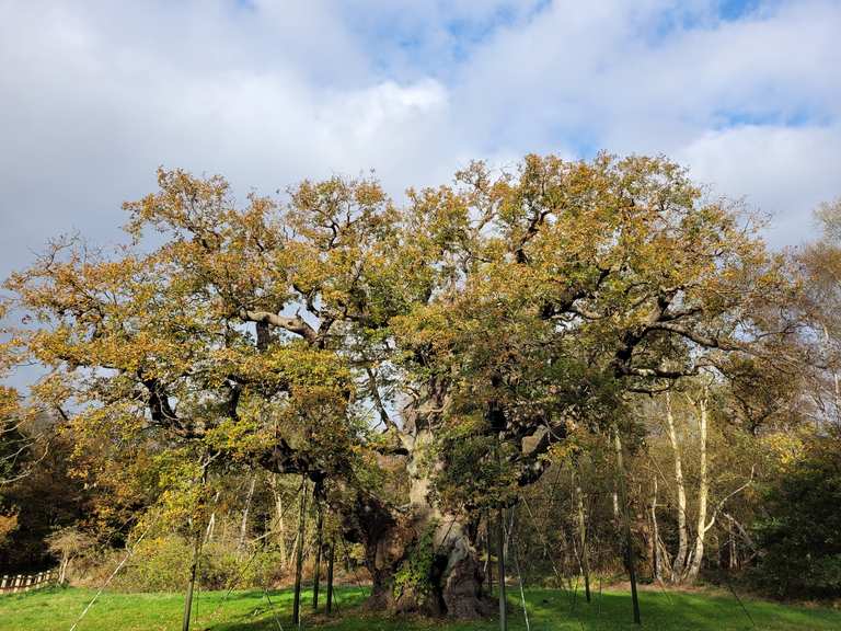 Major Oak Routes for Walking and Hiking | Komoot