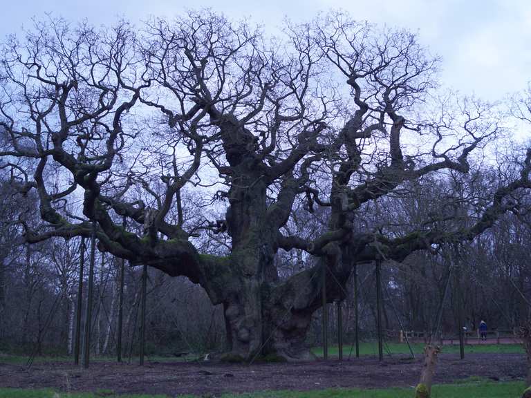 The Major Oak Routes for Walking and Hiking | Komoot