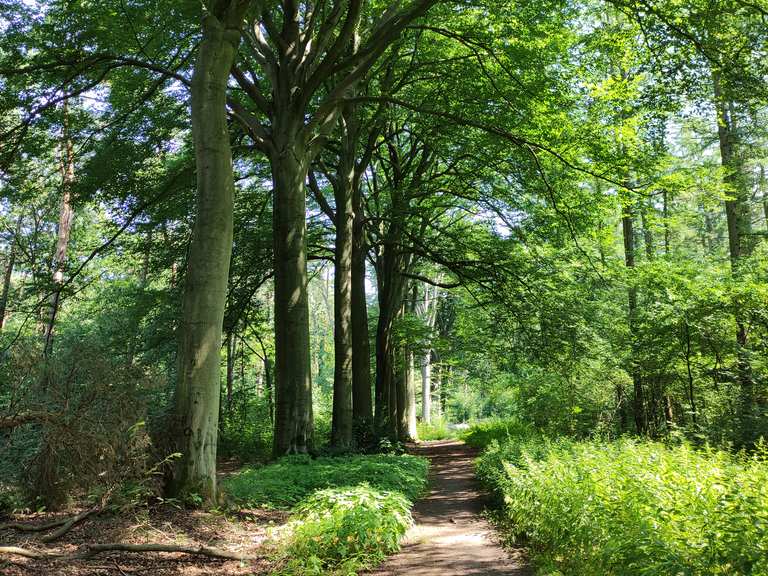 Mühlenwald Grobbendonk: Wanderungen und Rundwege | komoot