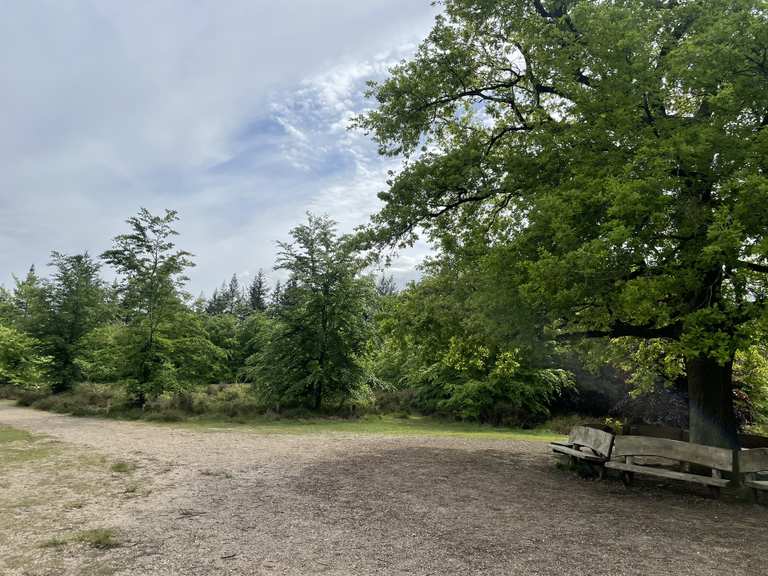 Eenzame grote Eik klim. 8% gemiddeld. - Amerongen, Utrecht | Hardloop ...