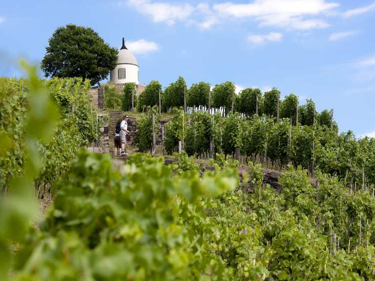 Weinwanderung Radebeul | hike | Komoot