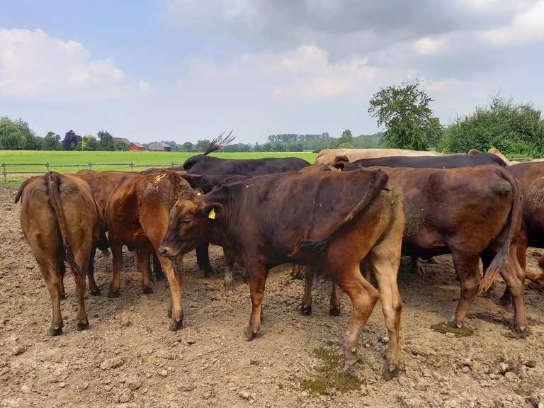 Rinderherde am Buxfort : Radtouren und Radwege | komoot