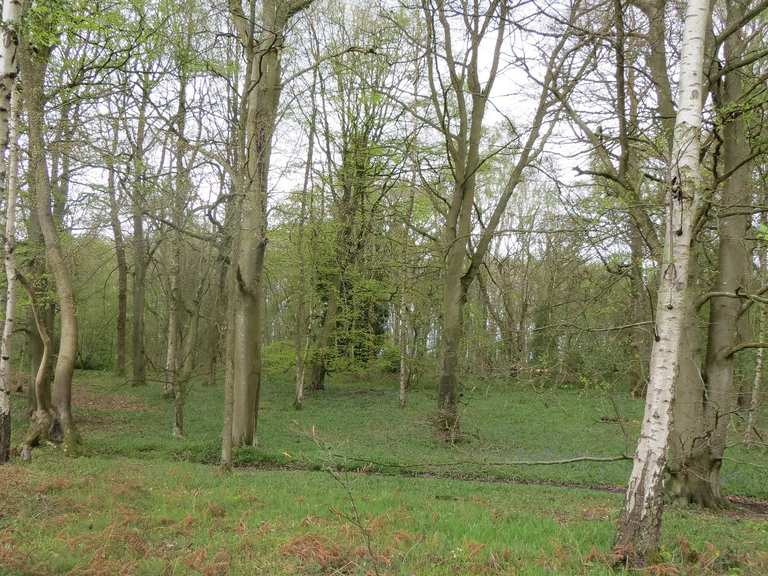 Foxholes Naturschutzgebiet: Wanderungen und Rundwege | komoot