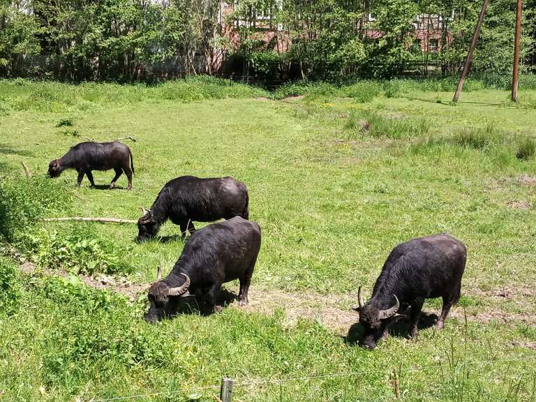 Wasserbüffel im Hafenlohrtal bei Winheim: Mountainbike-Touren und ...